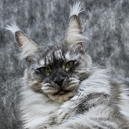 Pedigree of Furry Hoper Akbars ( polydactyl) - Akbars Maine-Coon Cattery